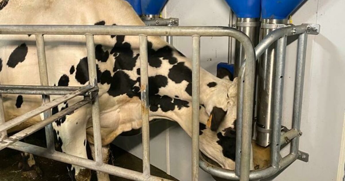 Voeren in de melkstal | Hanskamp