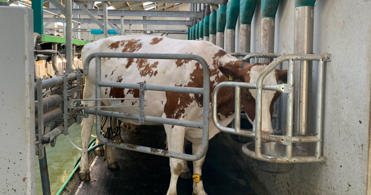 Feeding in the milking parlour | Hanskamp
